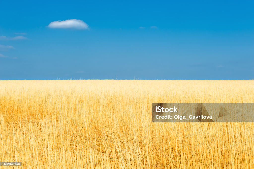Langit Biru Dengan Awan Putih Di Atas Ladang Gandum Kuning Foto Stok Unduh Gambar Sekarang