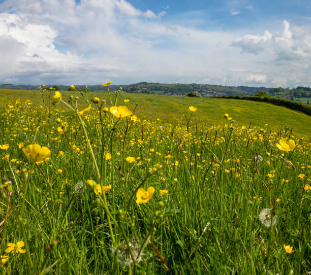Wildflower Field Pictures | Download Free Images on Unsplash