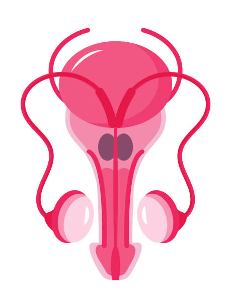 80 Genital Wart Stock Illustrations Royalty Free Vector Graphics