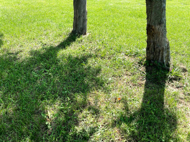 Shadowing Pictures | Download Free Images on Unsplash