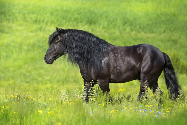 Black Draft Horse