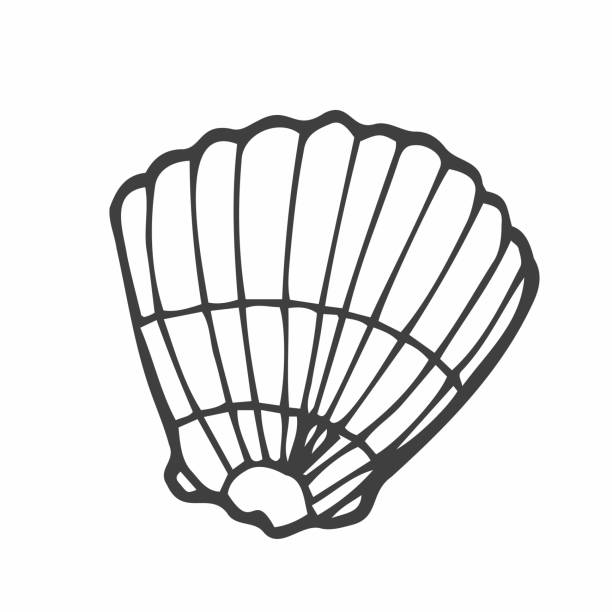 Nautilus Shell Clip Art Nautilus Shell Clip Art