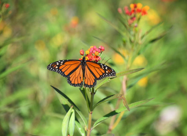 Free picture: Male monarch butterfly (Danaus plexippus) on green leaves ...