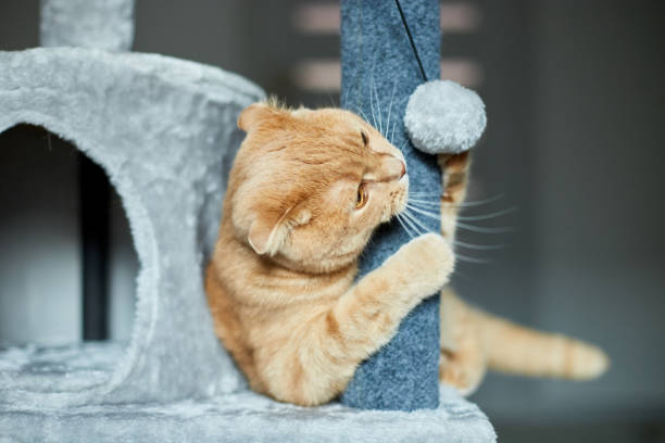 Cat Scratching Post Pictures | Download Free Images on Unsplash