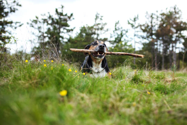 Free Stock Photo of Black and Brown Dog Holding Stick in Mouth ...