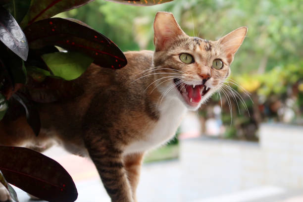 Stray Cat Pictures | Download Free Images on Unsplash