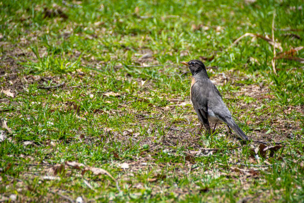 Free Stock Photo of Bird Standing on Patch of Grass | Download Free ...