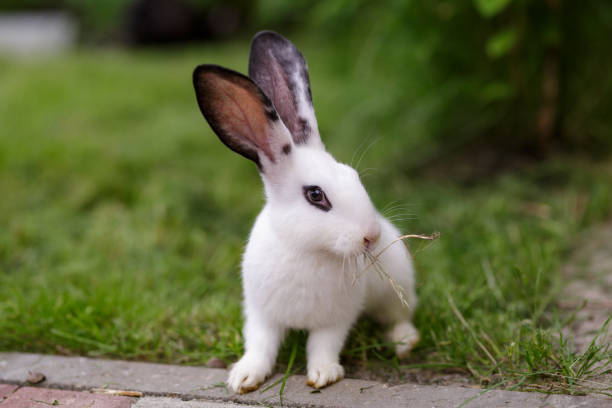 Free picture: Adorable albino white rabbit on grass