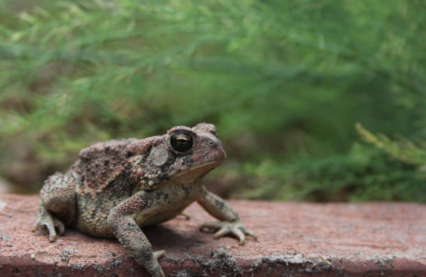 Toad Pictures | Download Free Images on Unsplash