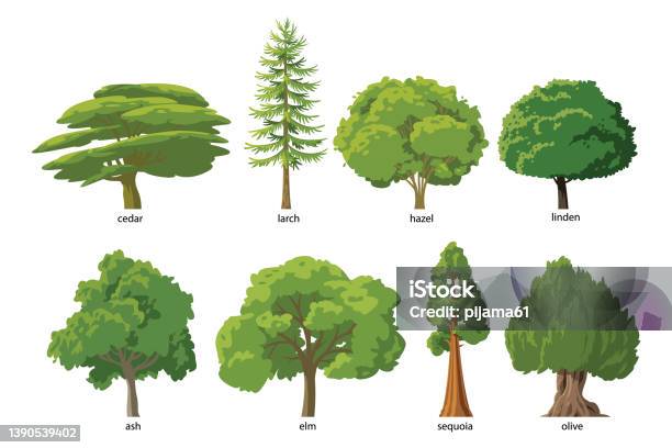 Ensemble Dillustrations Vectorielles Darbres Verts Plats Vecteurs
