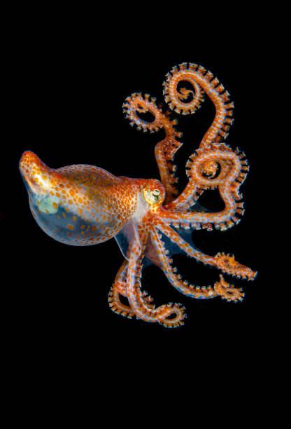 100+ Octopus Pictures [HD] | Download Free Images on Unsplash