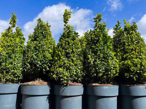 Shrubs Pictures | Download Free Images on Unsplash