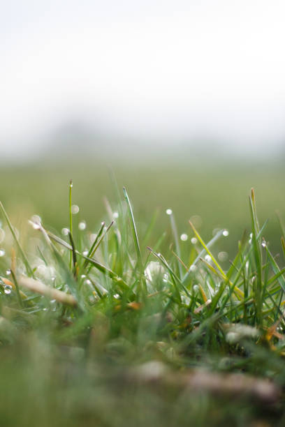 500+ Dew Pictures | Download Free Images & Stock Photos on Unsplash