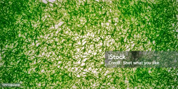 Latar Belakang Warna Hijau Pola Tekstur Abstrak Foto Stok - Unduh ... Latar Belakang Warna Hijau Pola Tekstur Abstrak Foto Stok - Unduh ...
