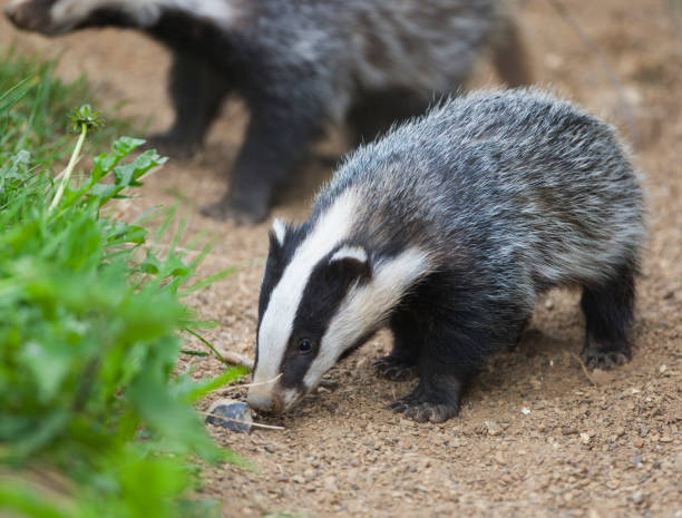 30k+ Badger Pictures | Download Free Images on Unsplash