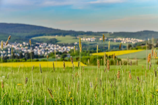 Wiese Pictures | Download Free Images on Unsplash