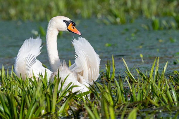 Free picture: riverbank, Danube, swan, birds, natural habitat ...