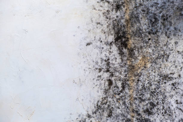 Free picture: Black mold fungus on old dirty wall texture