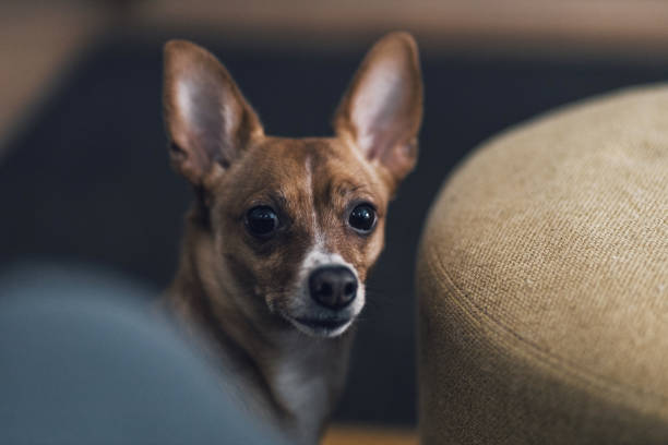 Free picture: dog, pinscher, adorable, miniature, head, close-up ...