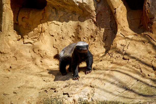 Honey Badger Pictures | Download Free Images on Unsplash