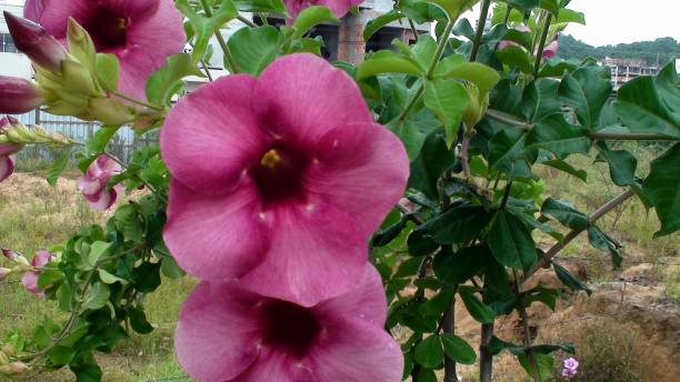 Flor Tropical Pictures | Download Free Images on Unsplash