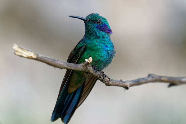 Colibri Pictures | Download Free Images on Unsplash
