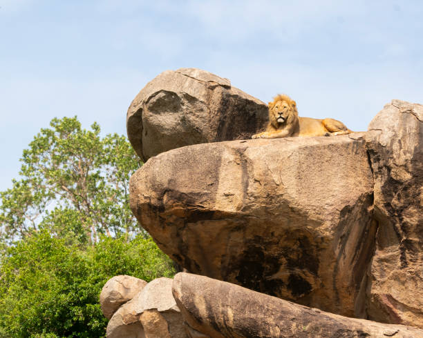 Free Stock Photo of A lion lying on a rock | Download Free Images and ...