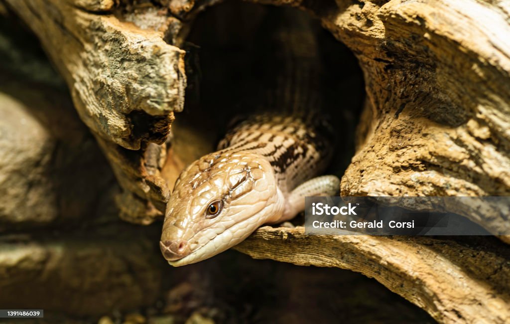 Los Eslizones De Lengua Azul Tiliqua Scincoides Son Los Más Grandes Y ... Los Eslizones De Lengua Azul Tiliqua Scincoides Son Los Más Grandes Y ...