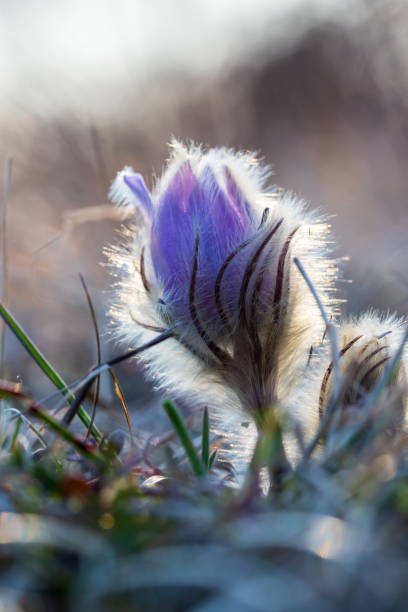 Pasque Flower Pulsatilla Common - Free photo on Pixabay