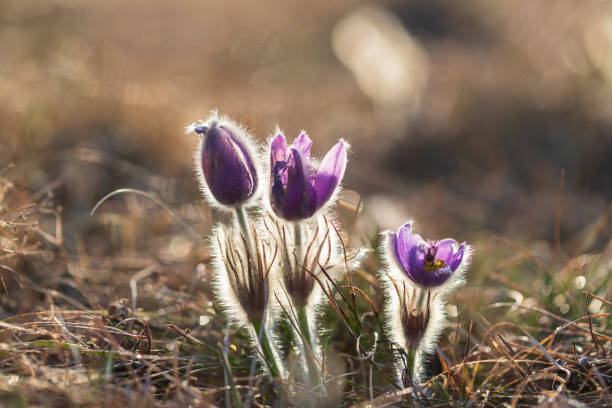 Pasque Flower Pulsatilla Common - Free photo on Pixabay
