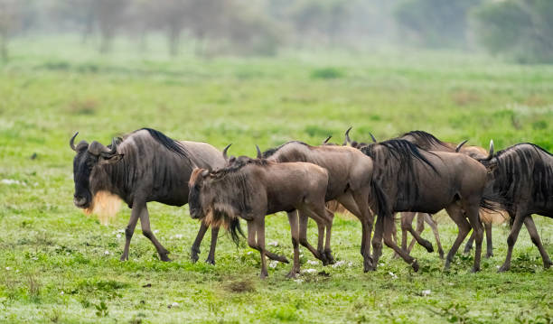 Wildebeest Migration Pictures | Download Free Images on Unsplash