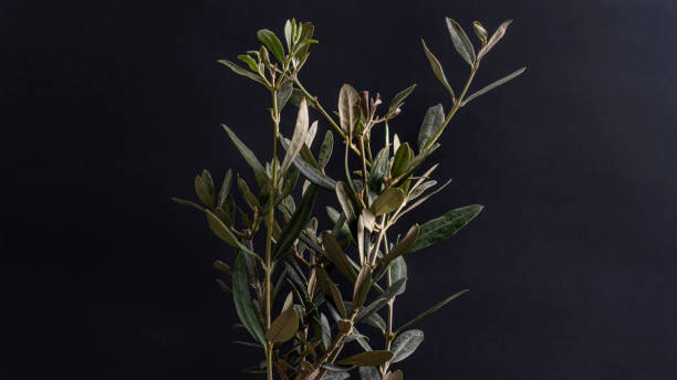 30,000+ Olive Branch Pictures | Download Free Images on Unsplash