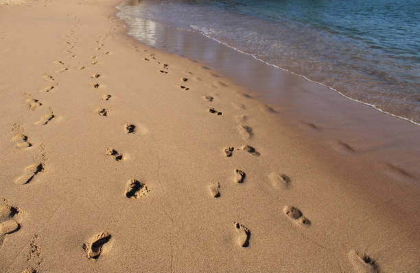 Free Stock Photo of Footprints trailing on a serene sandy beach ...
