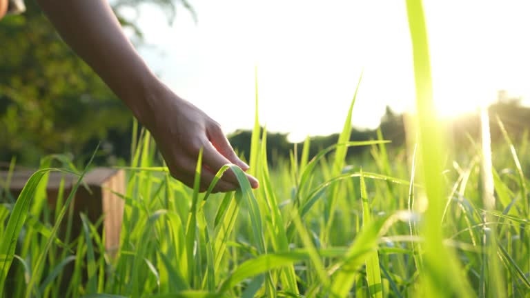 Close Up Of A Hand Running Through Crops Free Stock Video Footage Download Clips Culture
