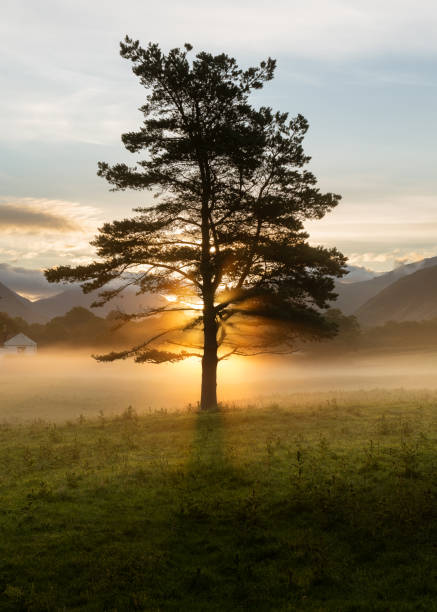 1K+ Single Tree Pictures | Download Free Images on Unsplash