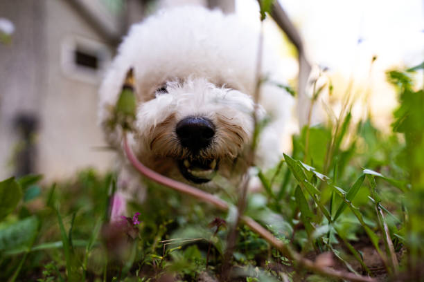 Bichon Pictures | Download Free Images on Unsplash