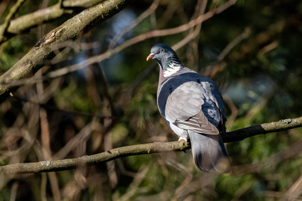 Free picture: Big white pigeon standing on branch