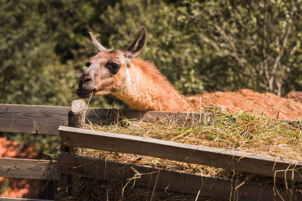 Free picture: llama, animal, mammal, feeding, zoo