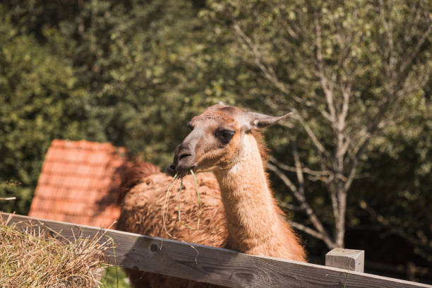 Free picture: llama, animal, mammal, feeding, zoo