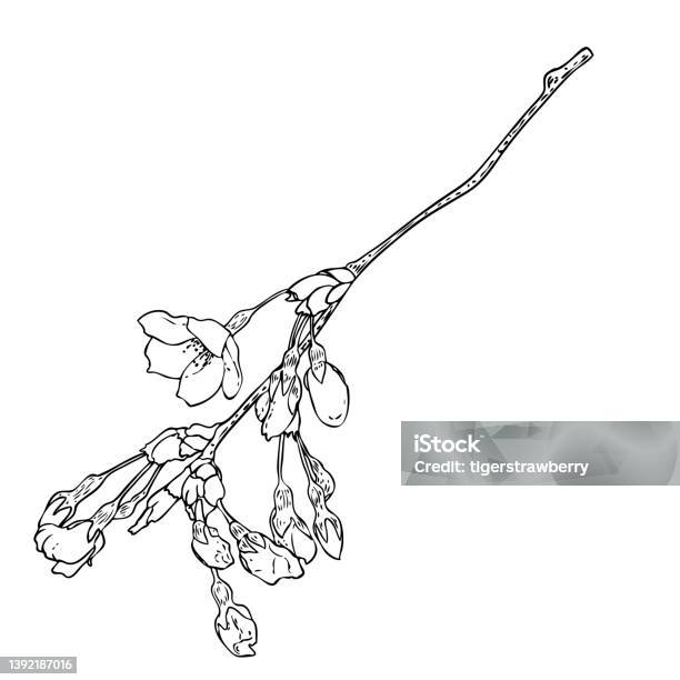 Brindille Sakura Branche De Fleurs De Cerisier Illustration Botanique