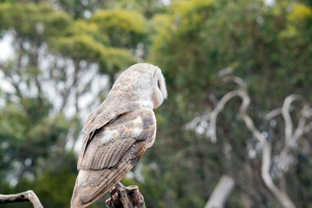 750+ Barn Owl Pictures | Download Free Images on Unsplash