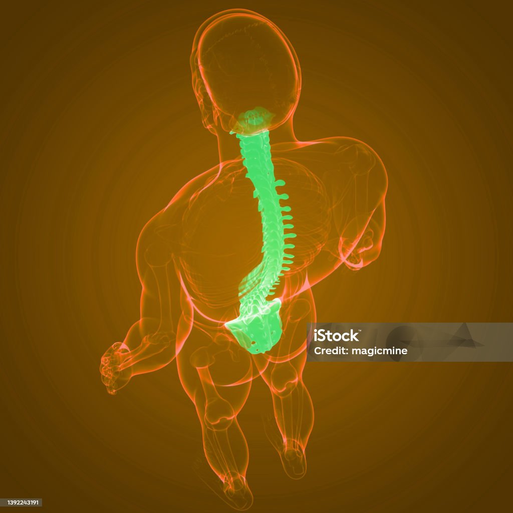 Spinal Cord Vertebral Column Of Human Skeleton System Anatomy Stock