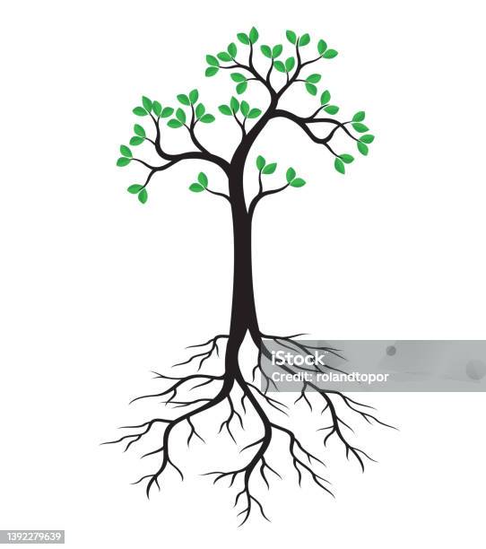 Forme De Larbre Isolé Sur Fond Blanc Illustration Vectorielle Vecteurs