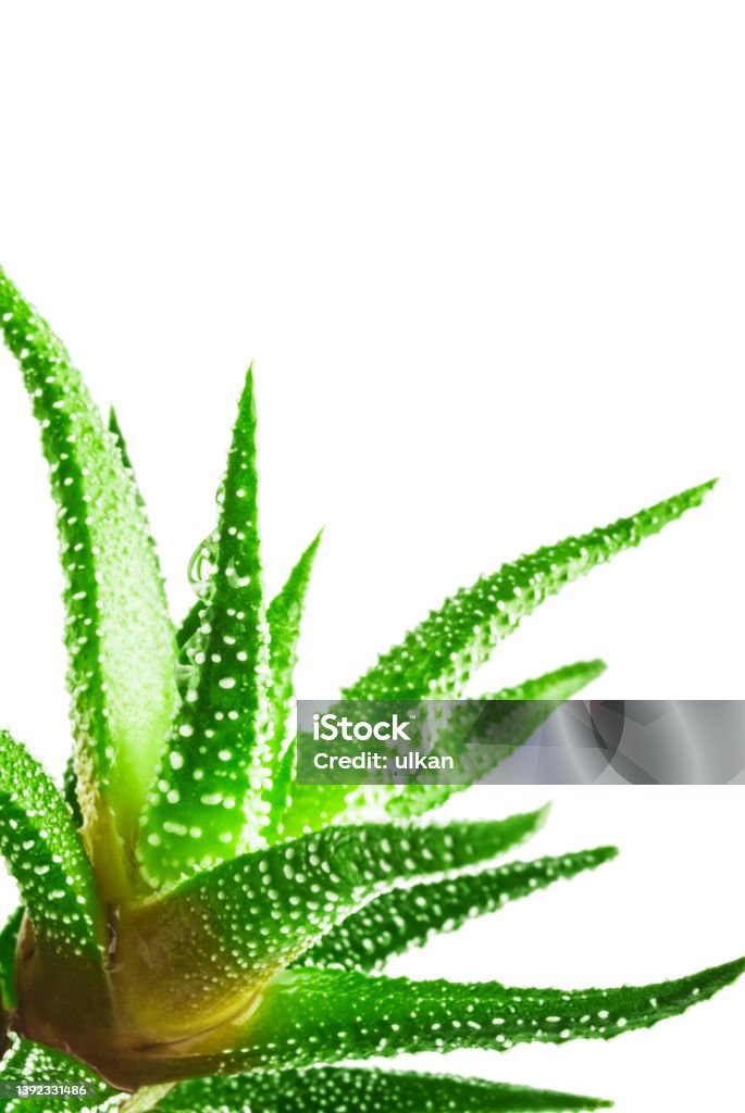 Daun Hijau Tanaman Lidah Buaya Merapatkan Pada Latar Belakang Putih