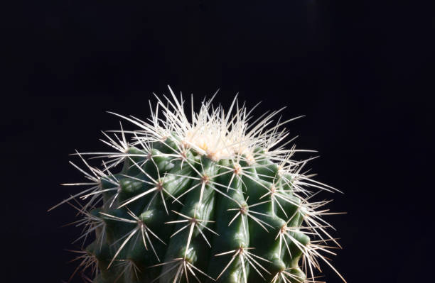 Free Stock Photo of Dark cactus detail | Download Free Images and Free ...