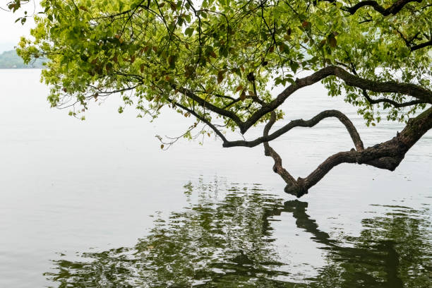 Free picture: Big tree with strong branches with a lake water in the ...