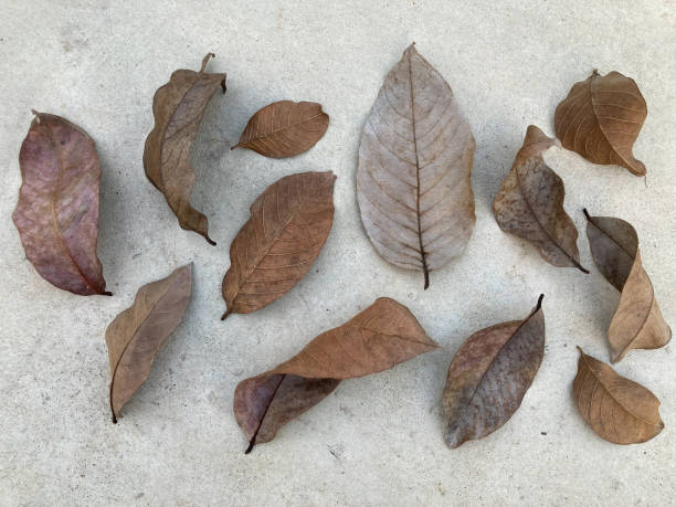 Free Stock Photo of Dried leaves stack on a white surface | Download ...