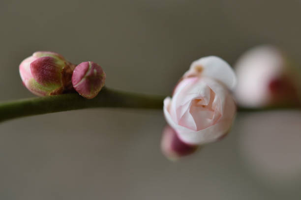 Plum Bossom Pictures | Download Free Images on Unsplash