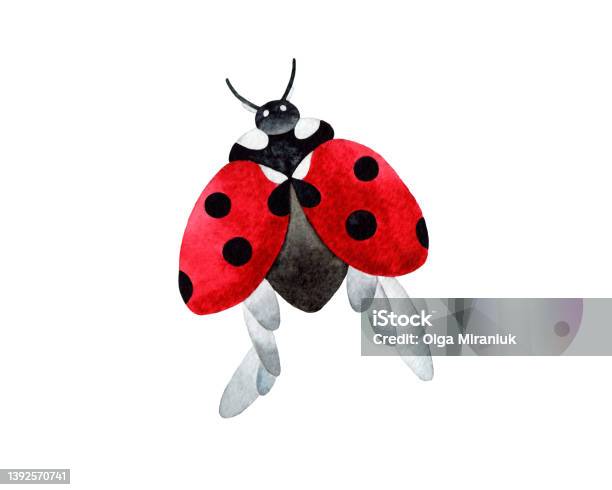 Illustration À Laquarelle Peinte À La Main Dun Insecte Coccinelle Rouge
