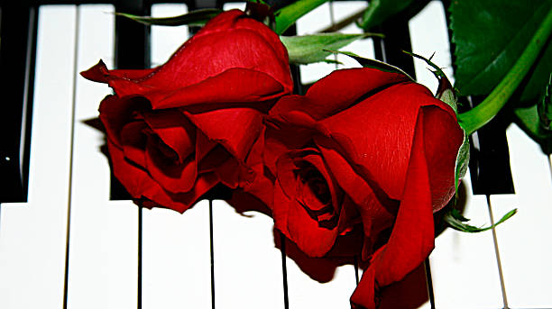 Piano Rose Pictures | Download Free Images on Unsplash